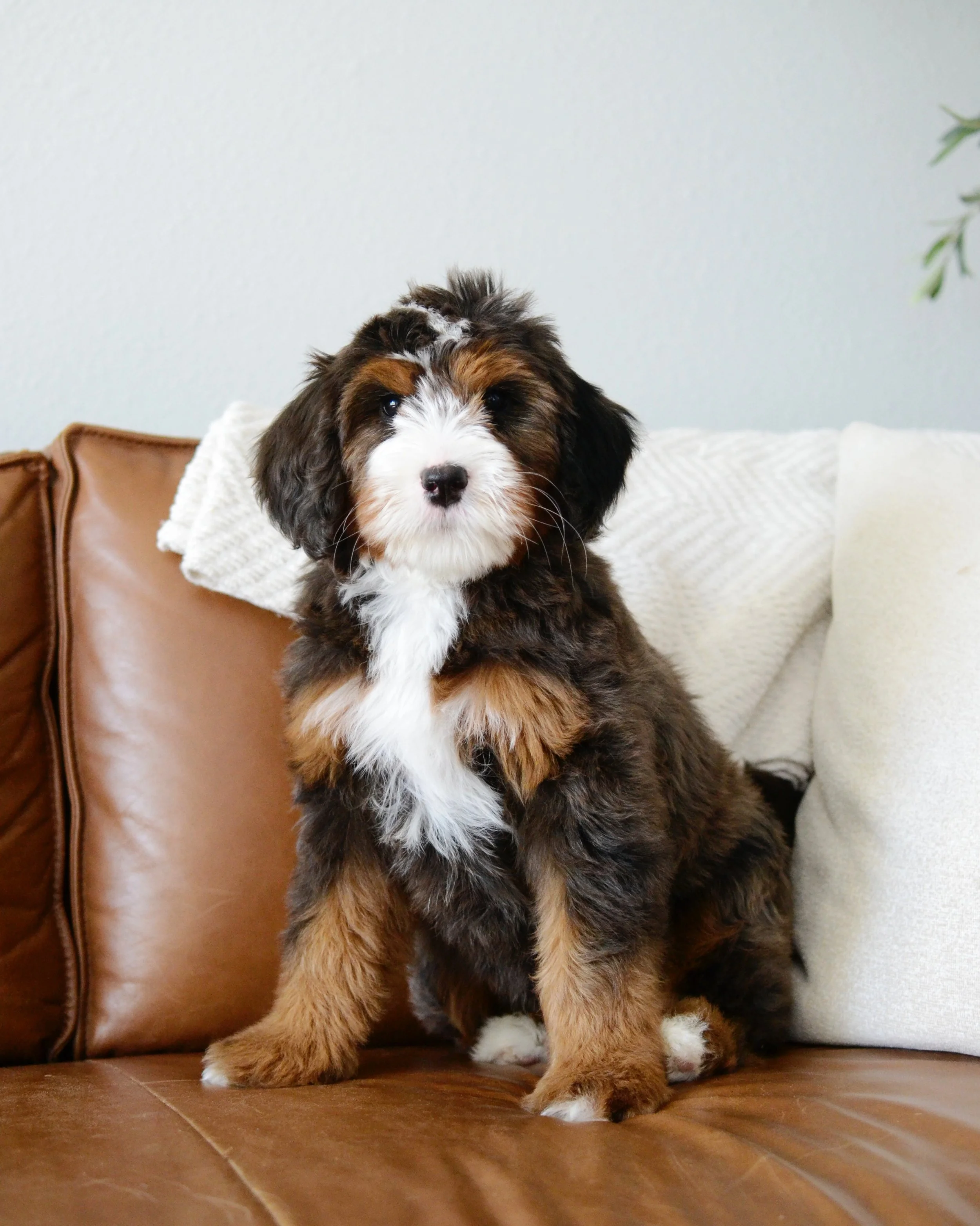 Colorado Family Doodles - Bernedoodle Colors