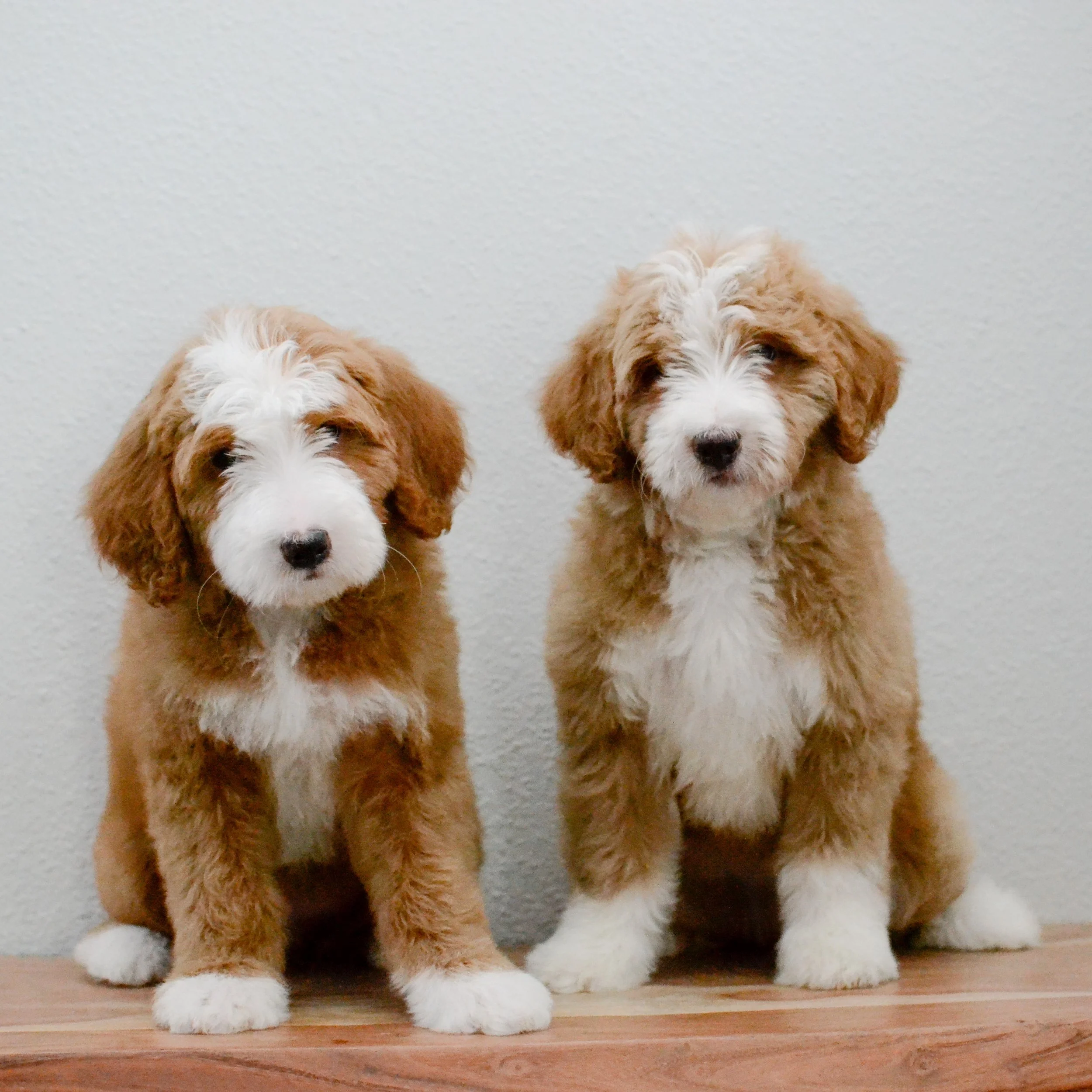 Colorado Family Doodles - Bernedoodle Colors