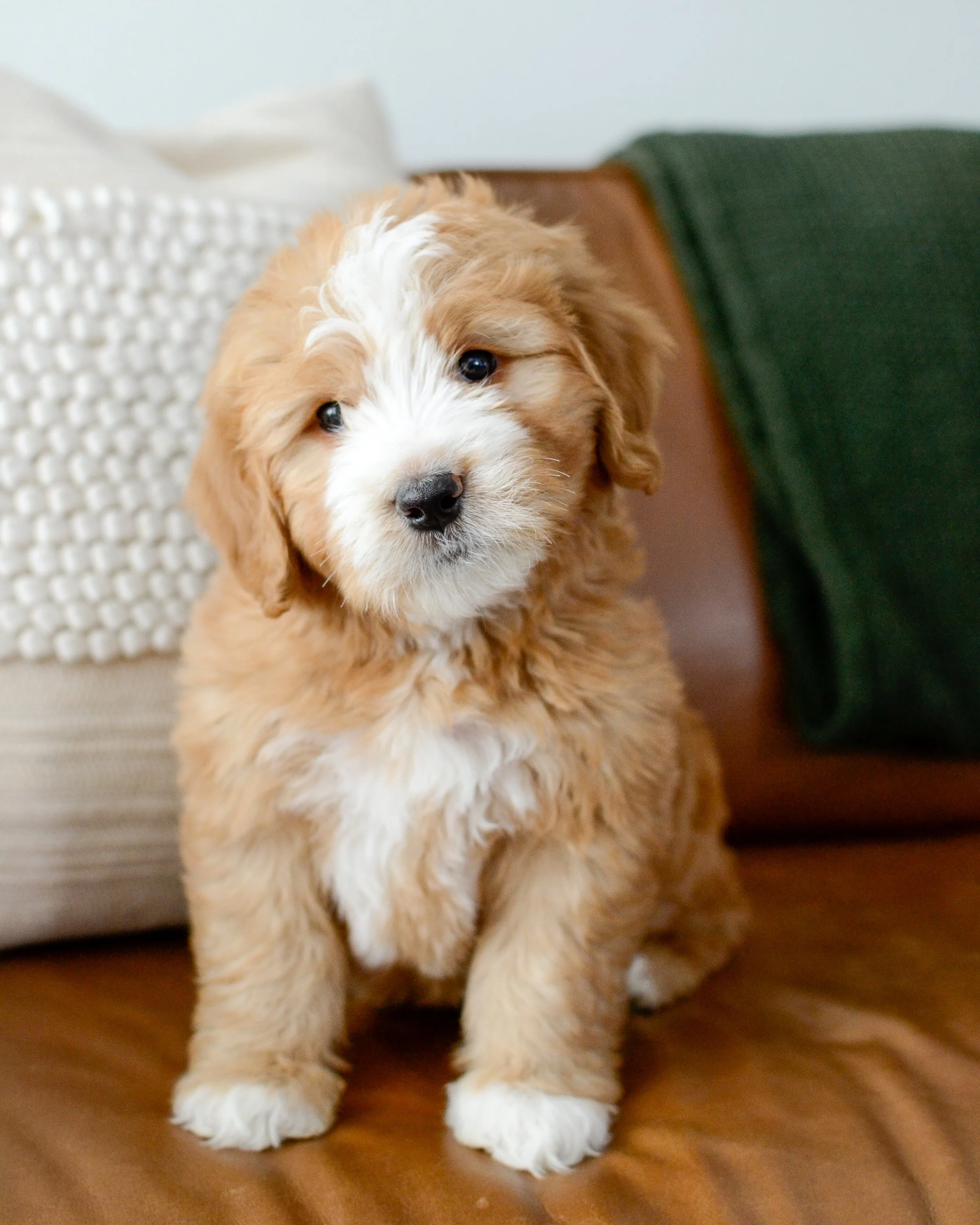 Colorado Family Doodles - Bernedoodle Colors