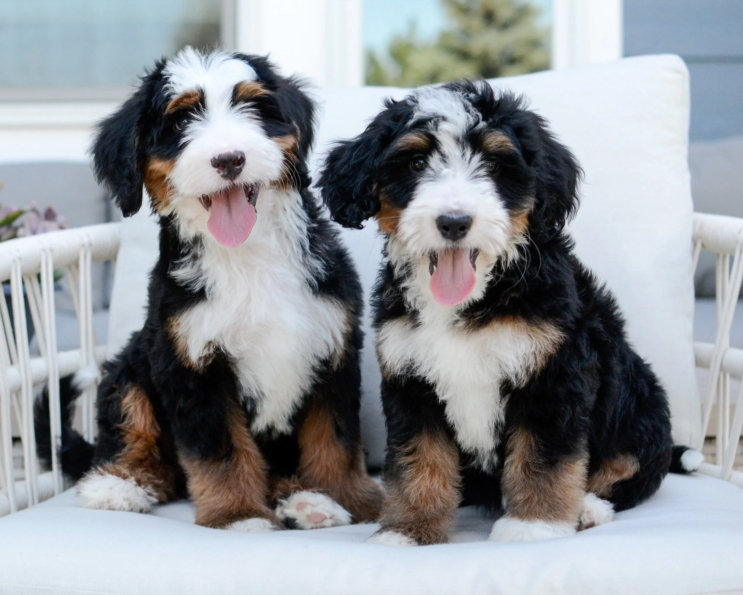 Colorado Family Doodles - Bernedoodle Colors
