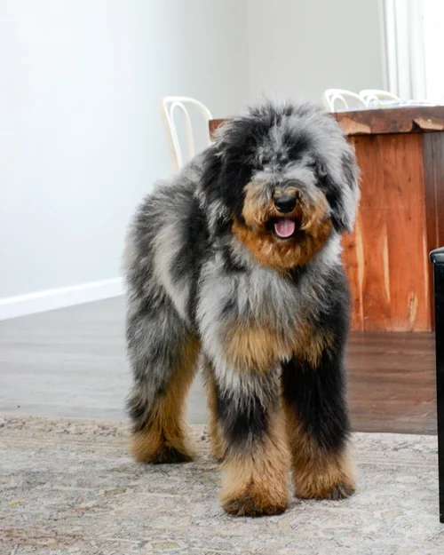 What Is A Sable Bernedoodle