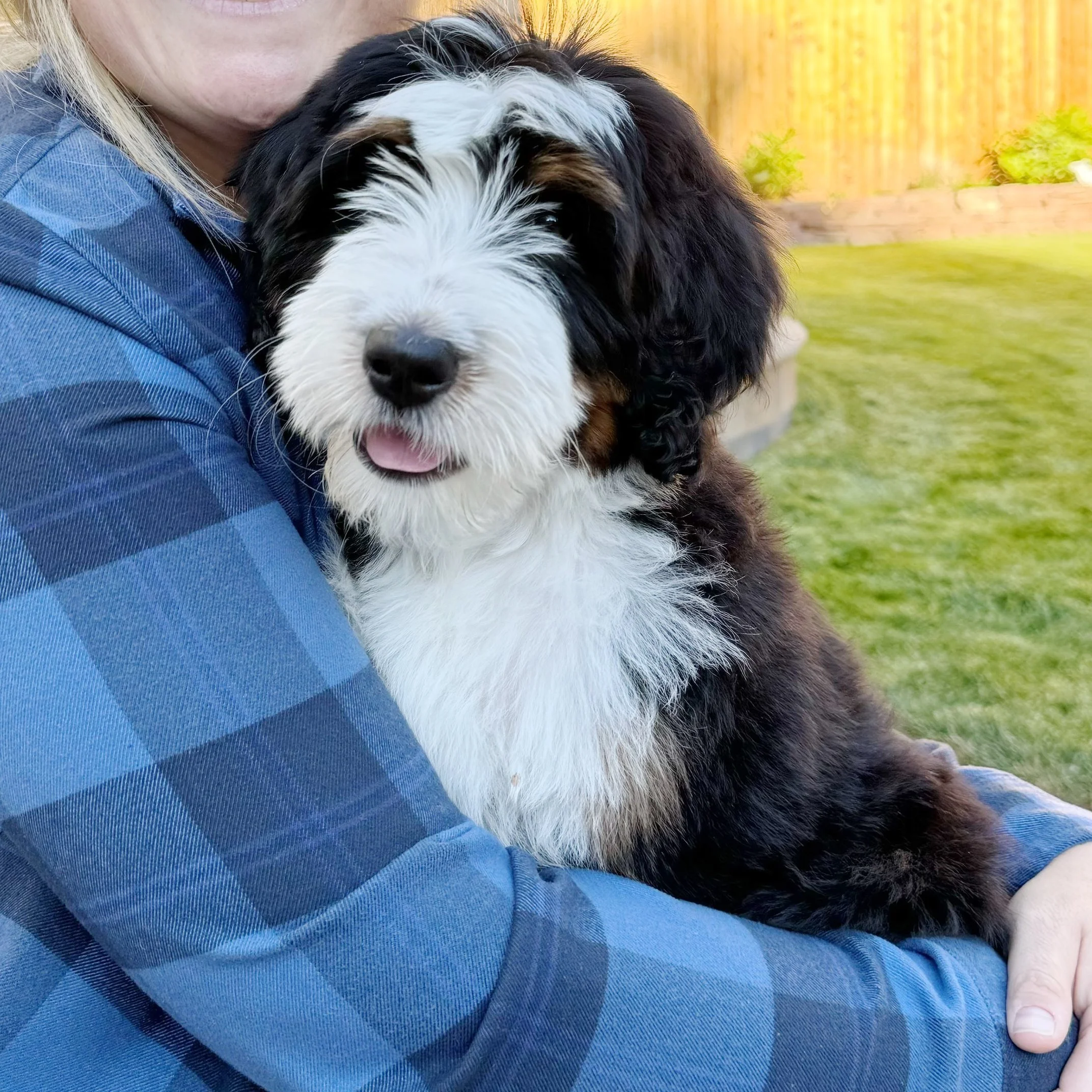 Colorado Family Doodles - Our Adult Dogs