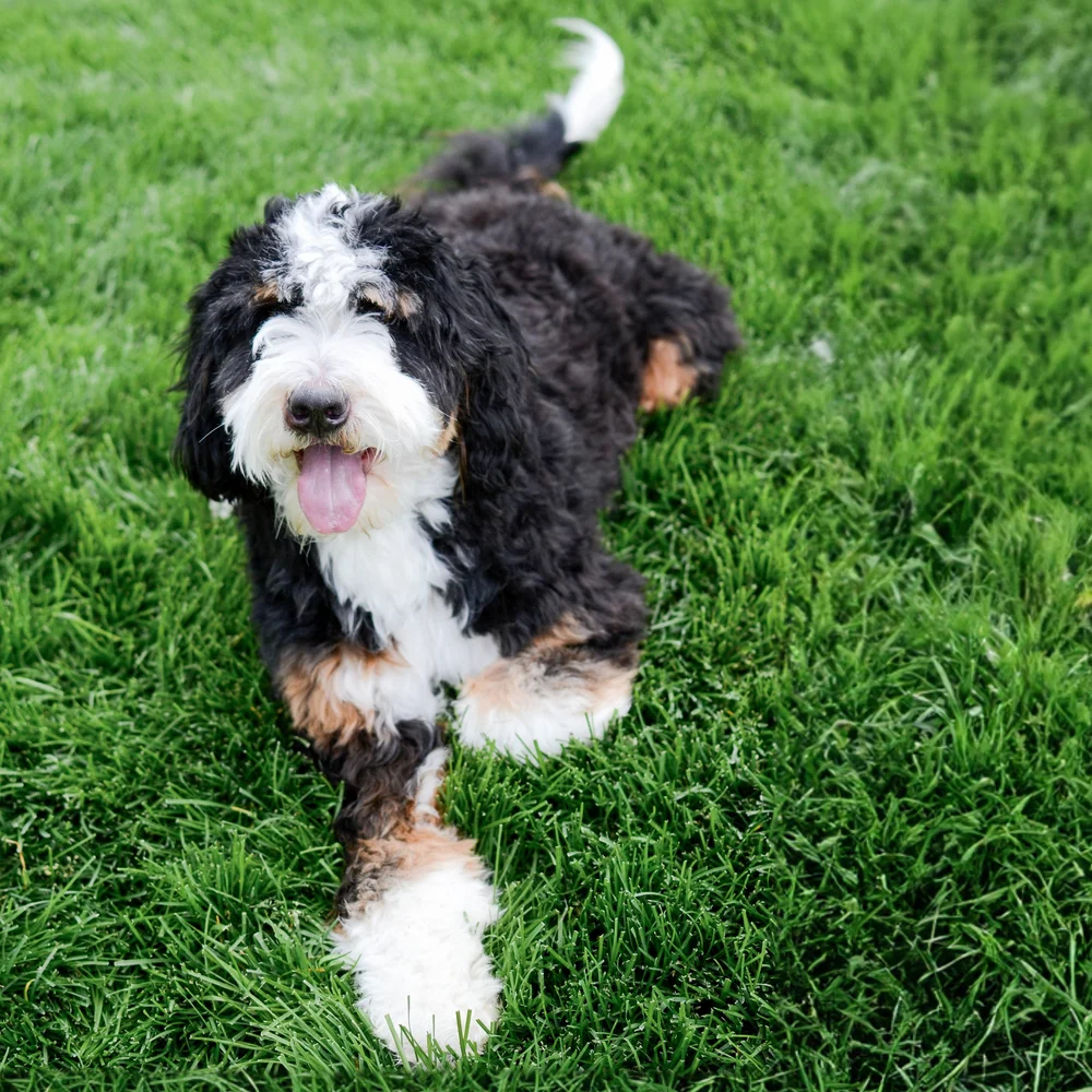 Colorado Family Doodles - Our Adult Dogs