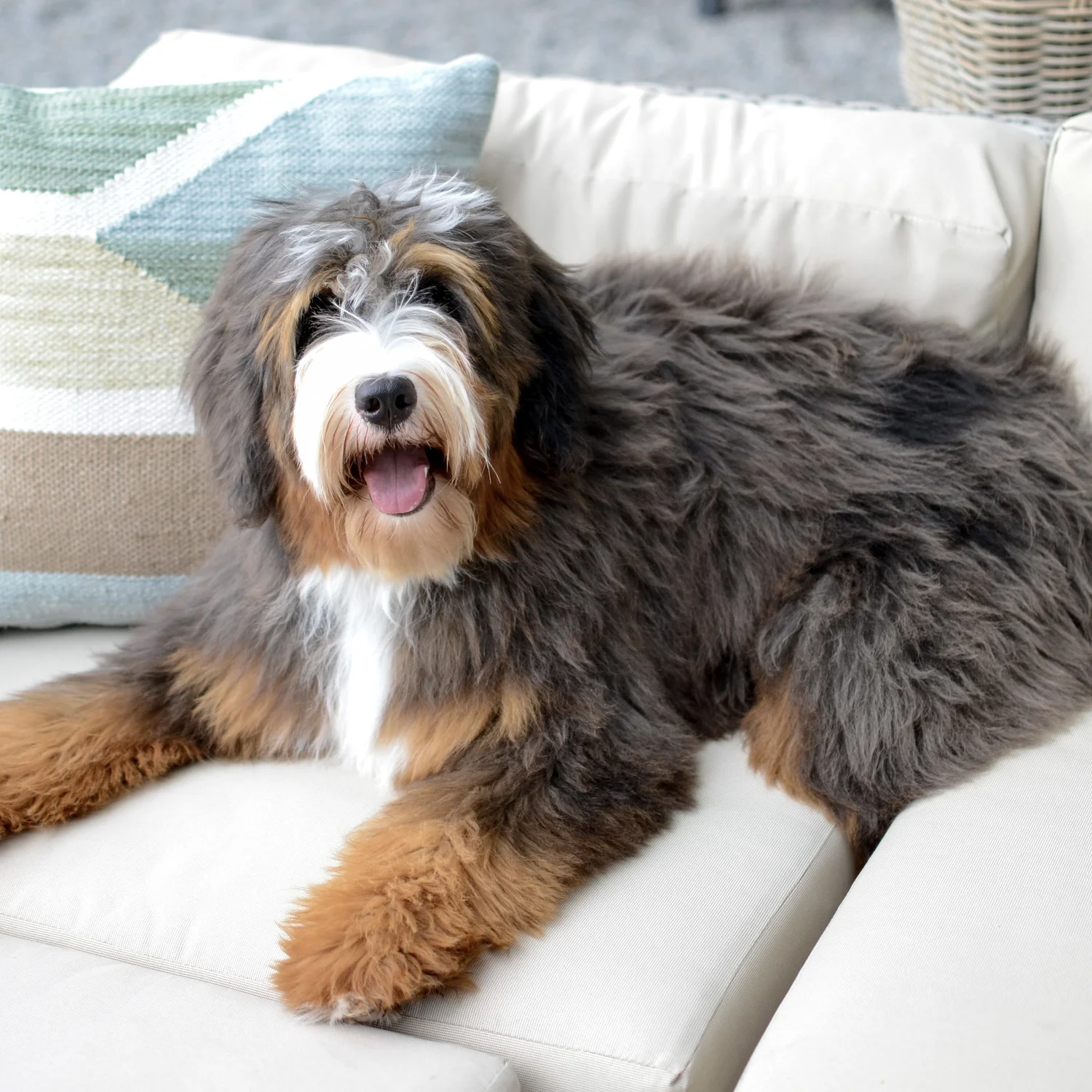 Colorado Family Doodles - Our Adult Dogs