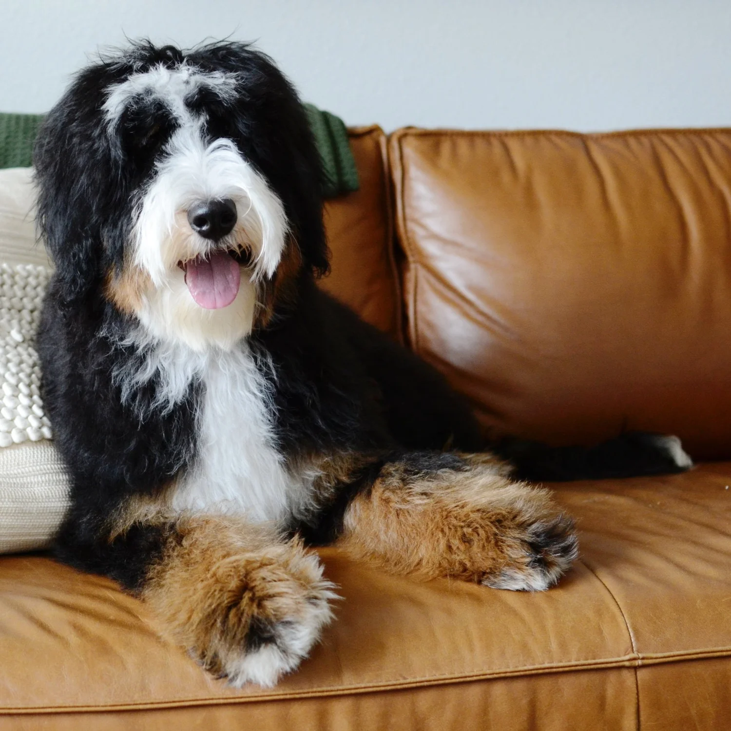 Colorado Family Doodles - Our Adult Dogs