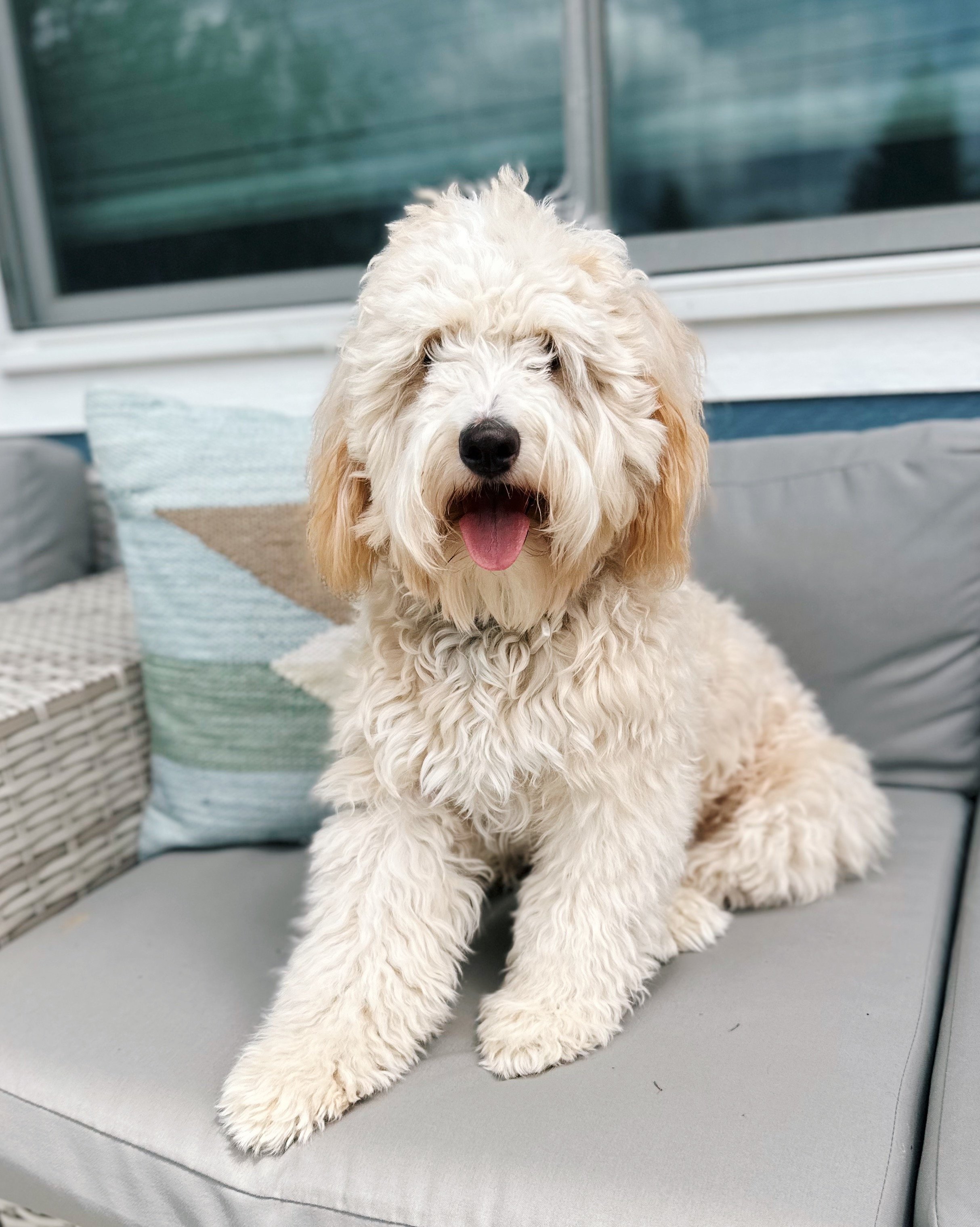 Colorado Family Doodles - Juneau