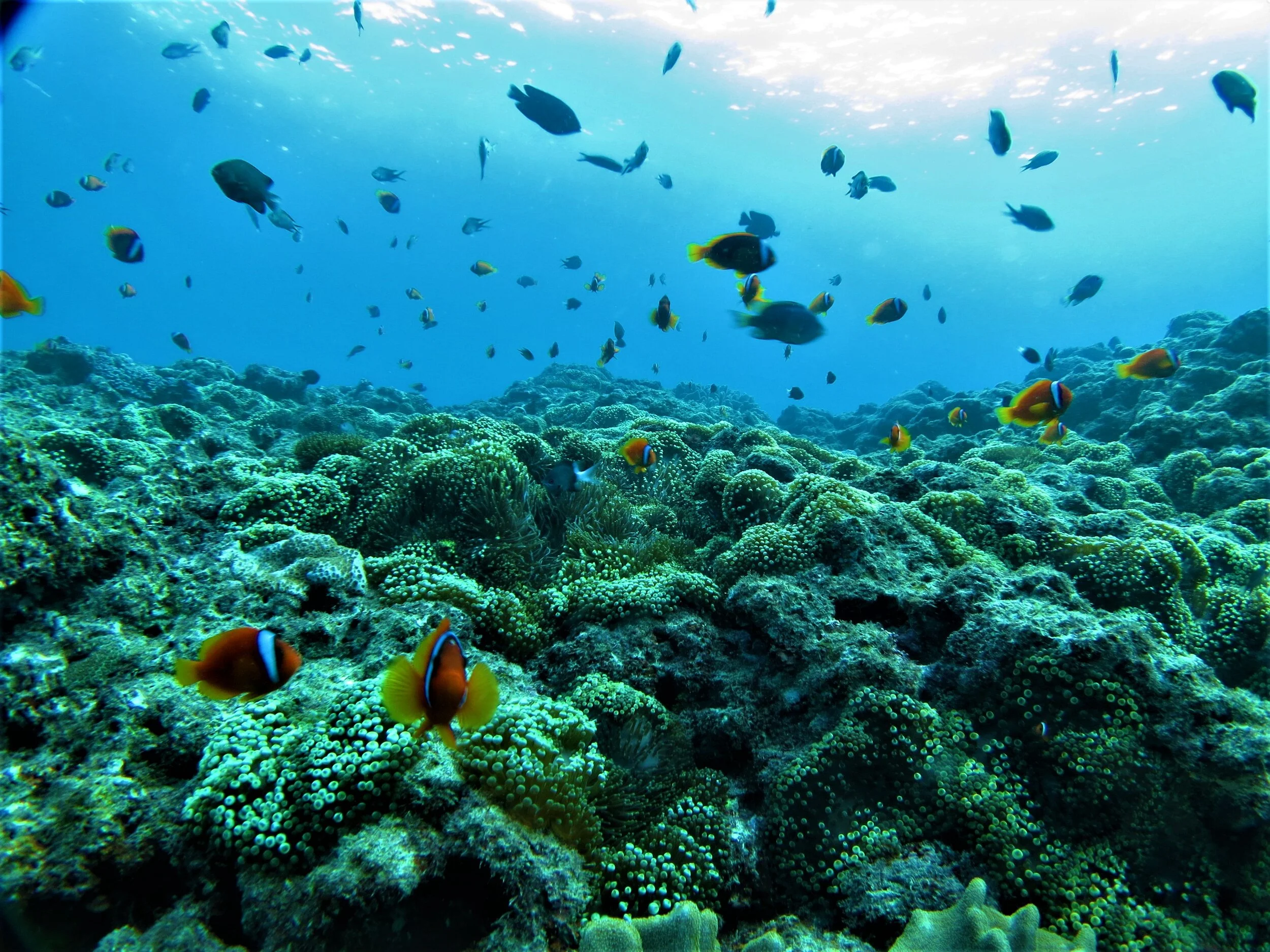Great coral diving — TAKE DIVE