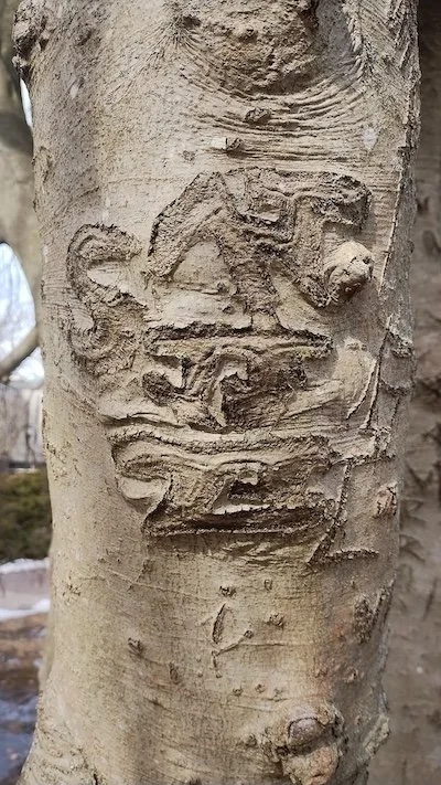 Exfoliation: Uncovering the Beauty of Tree Bark in Winter — Newport ...