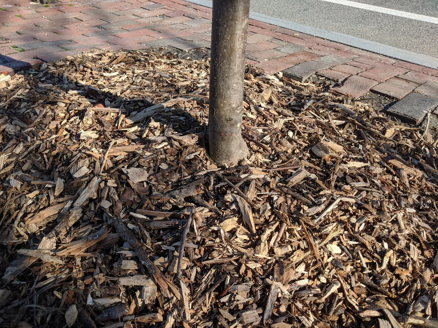 Tree Resources — Newport Tree Conservancy