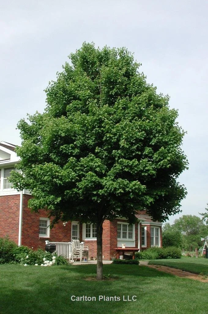 Specimen Tree Program — Newport Tree Conservancy