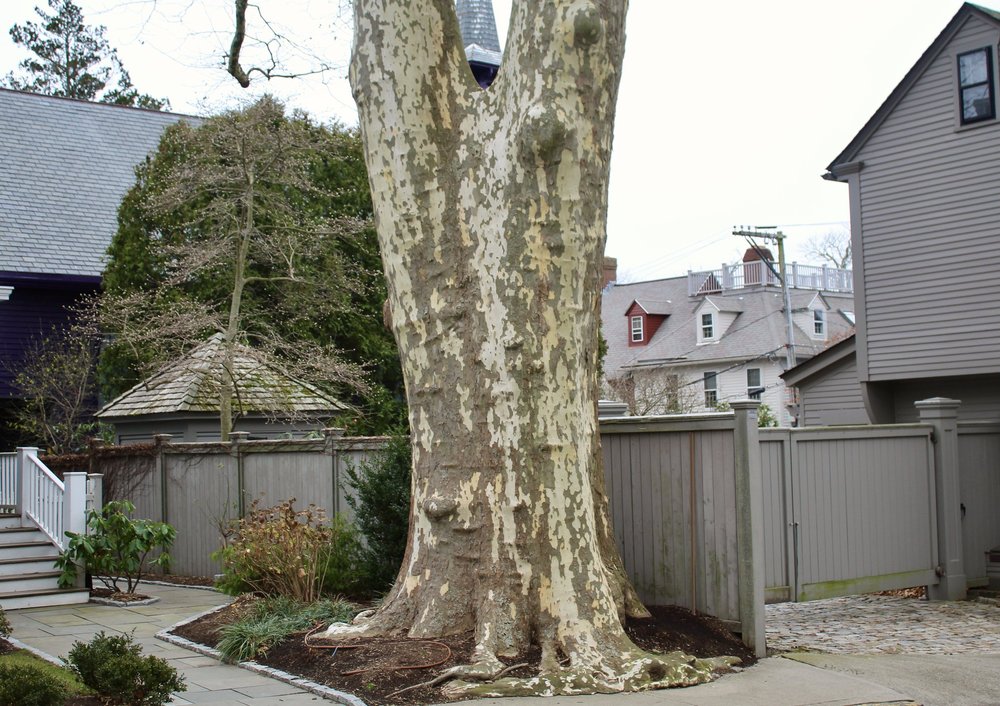 Tree of the Year 2021: London Planetree (Platanus x acerifolia ...