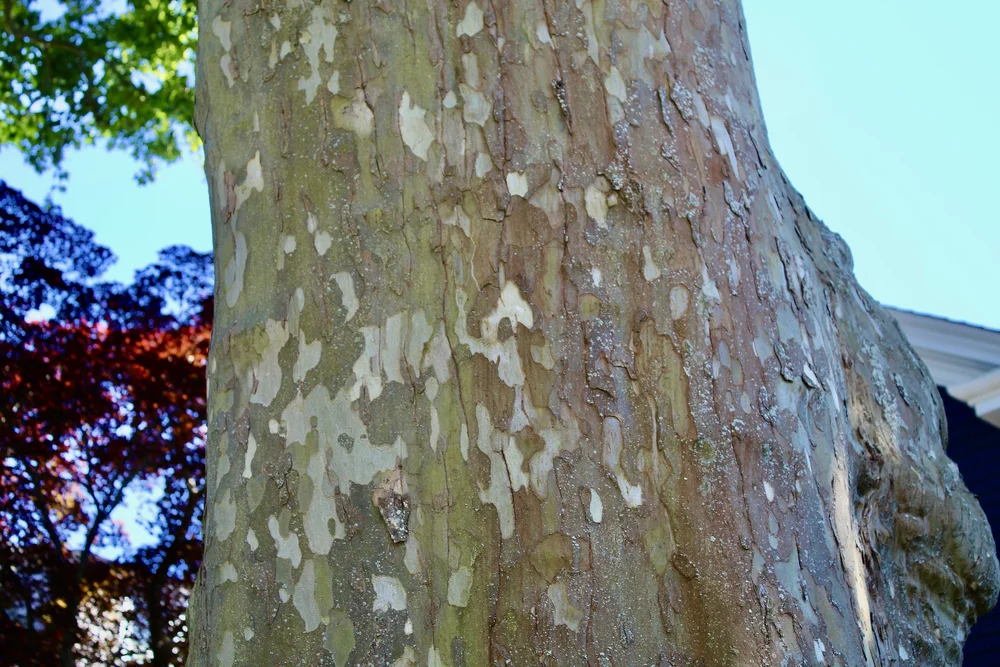 Tree of the Year 2021: London Planetree (Platanus x acerifolia ...
