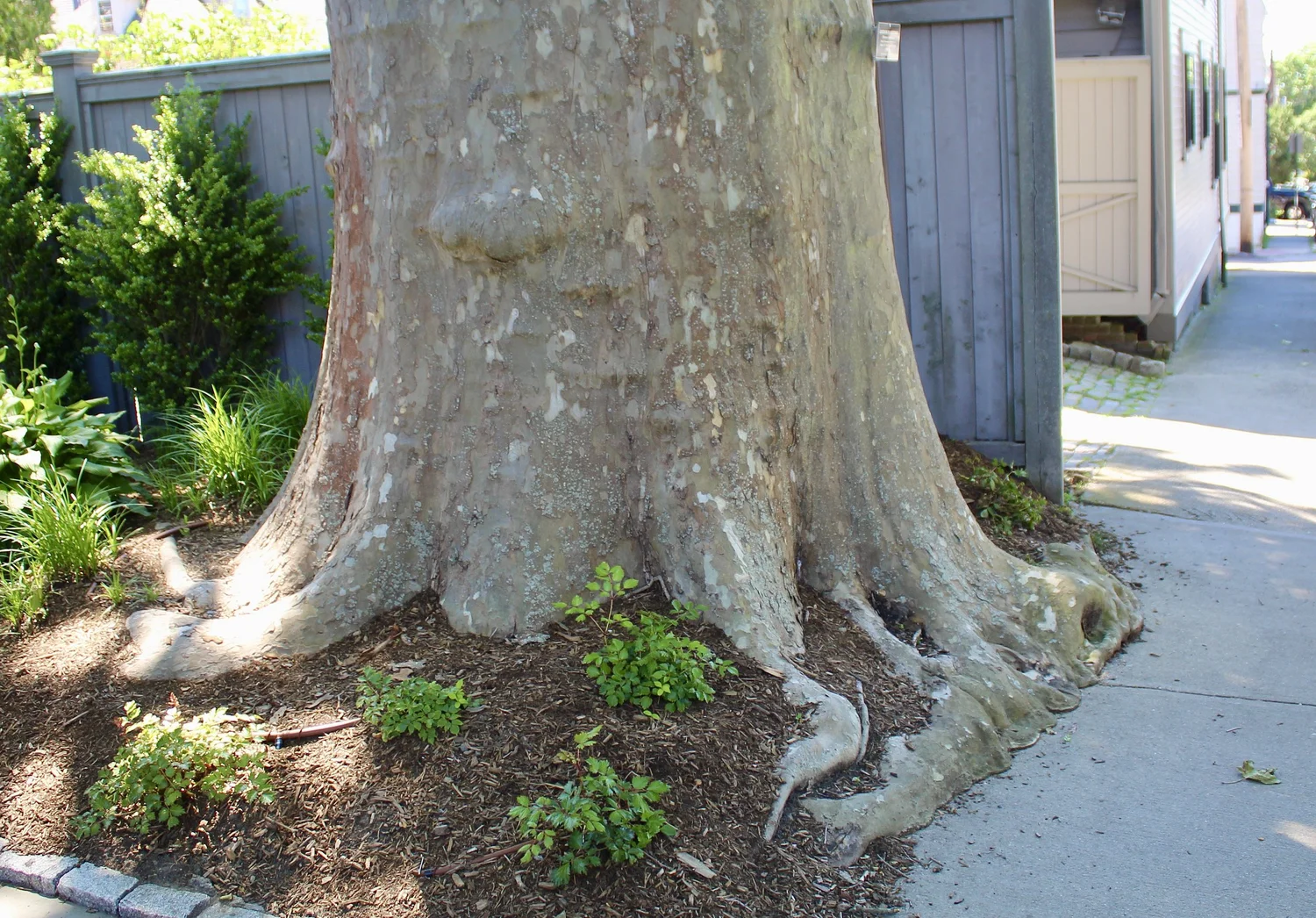 London Planetree (Platanus x acerfolia) — Newport Tree Conservancy