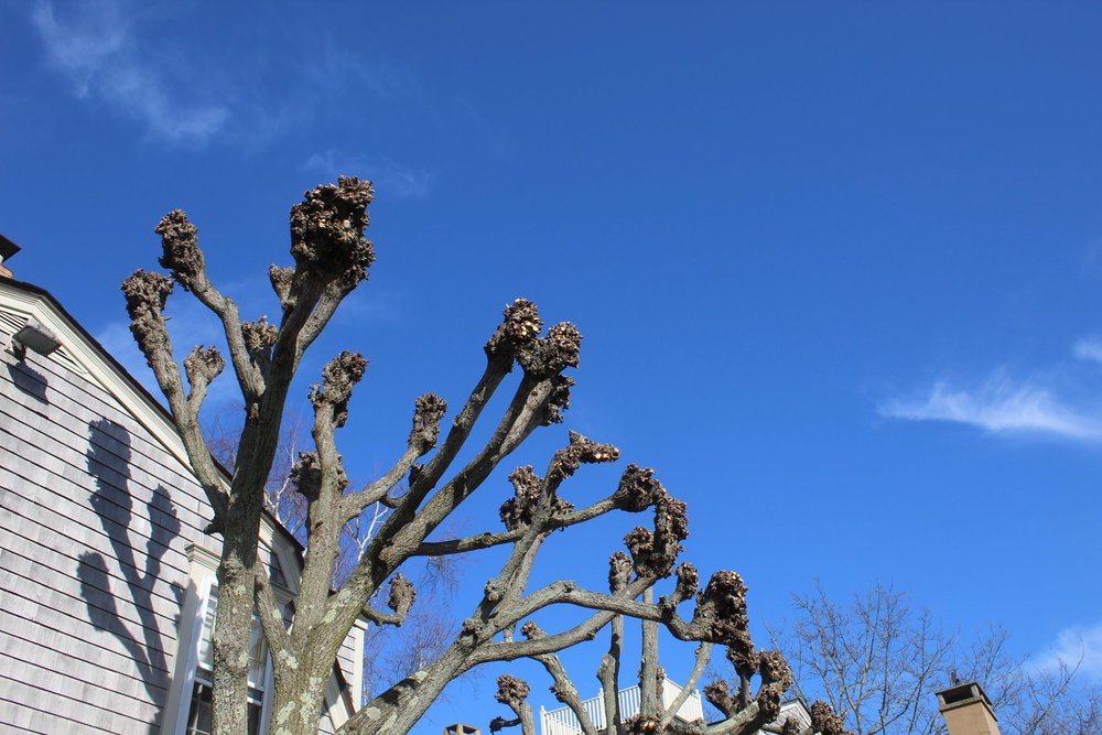 Pruning with Purpose – Pollarding — Newport Tree Conservancy