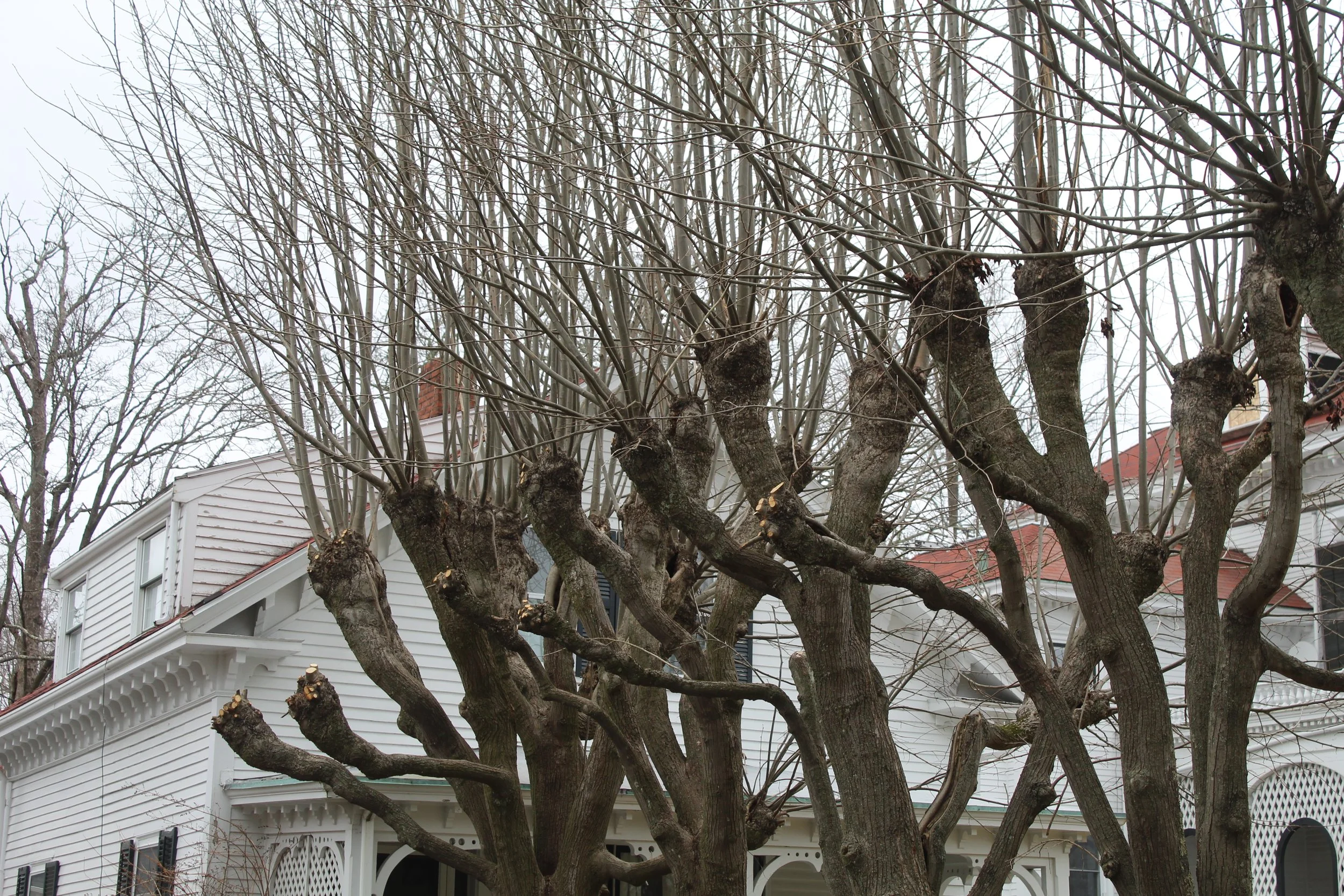 Pruning with Purpose – Pollarding — Newport Tree Conservancy