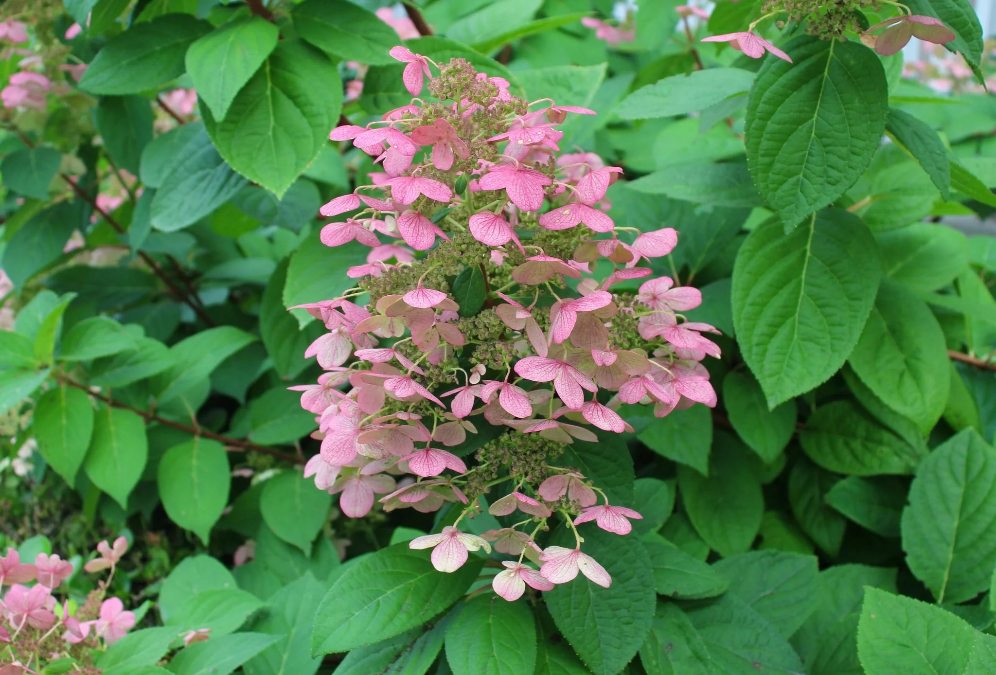 The Season of the Panicle Hydrangea — Newport Tree Conservancy