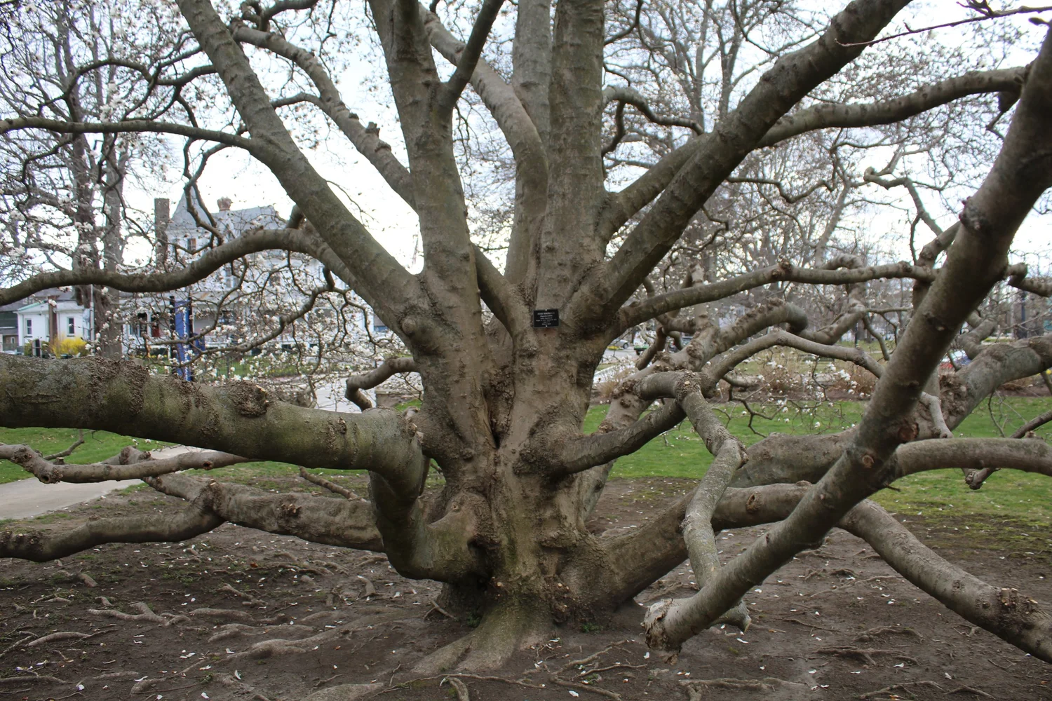 The Star of Newport: Determining the identity of one of Newport’s most ...