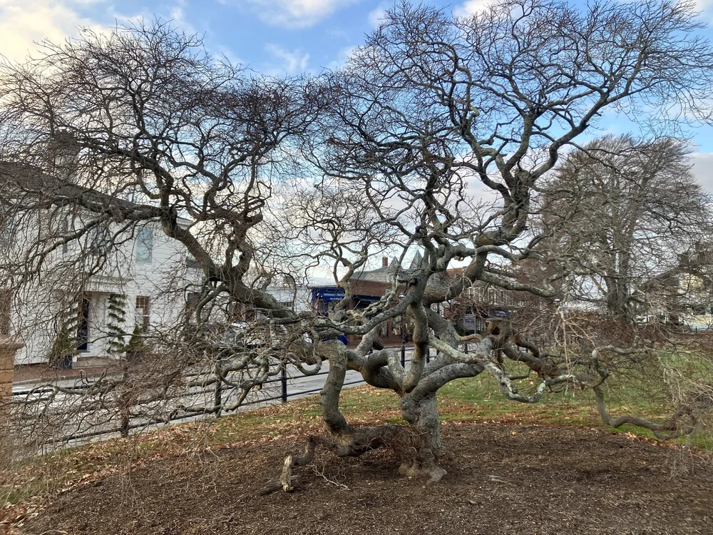 Tree of the Year 2023: Cutleaf Japanese Maple — Newport Tree Conservancy