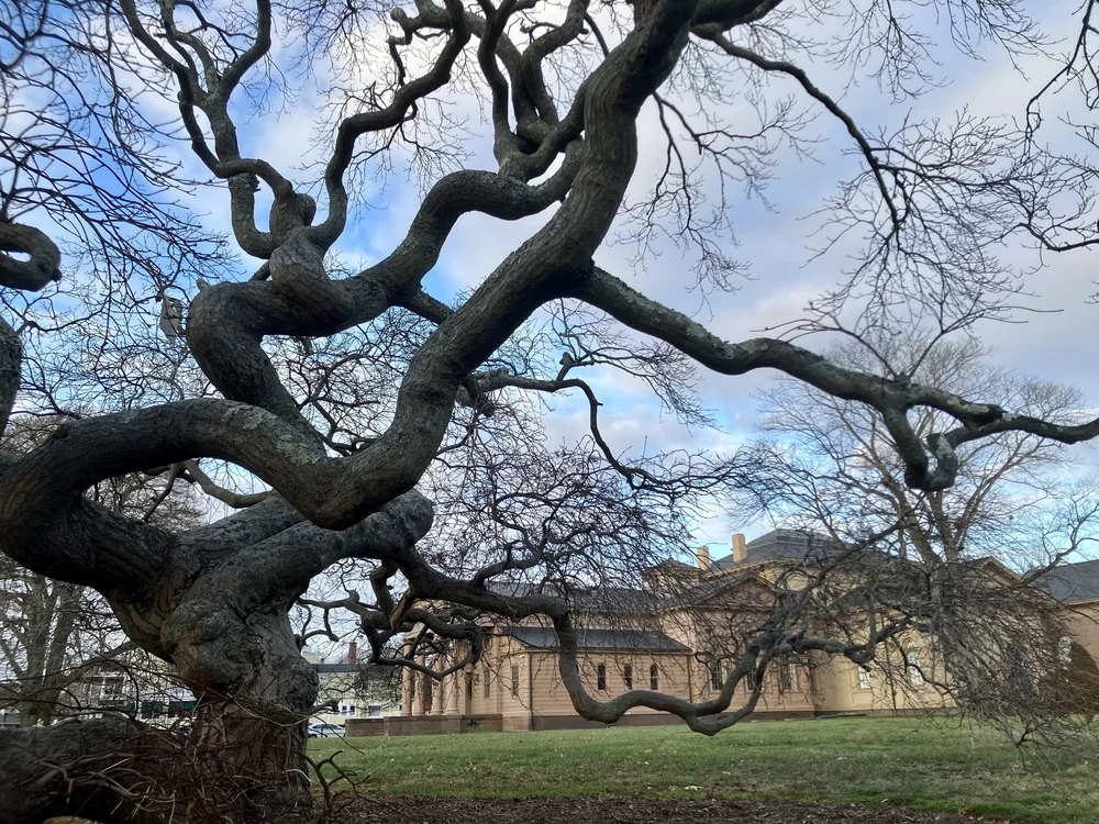 Tree of the Year 2023: Cutleaf Japanese Maple — Newport Tree Conservancy