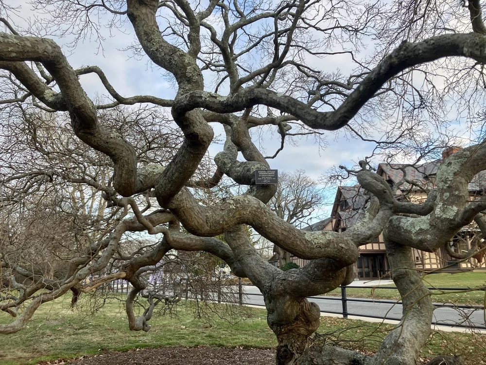 Tree of the Year 2023: Cutleaf Japanese Maple — Newport Tree Conservancy