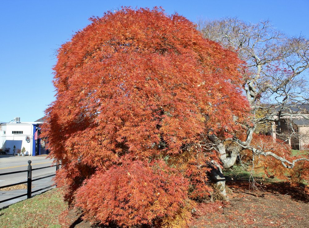 Tree of the Year 2023: Cutleaf Japanese Maple — Newport Tree Conservancy