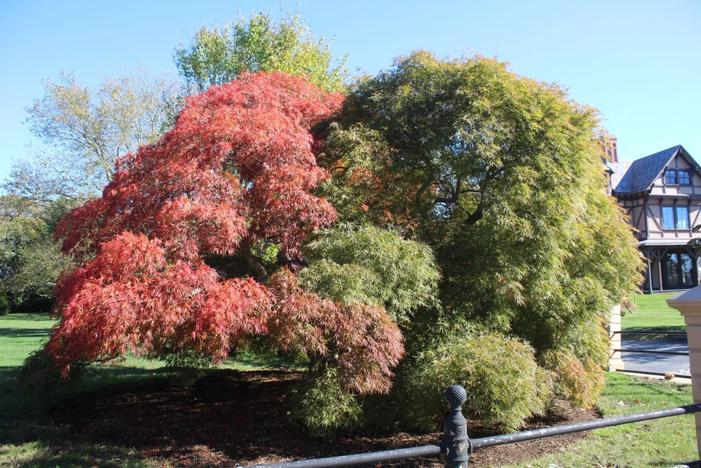 Tree of the Year 2023: Cutleaf Japanese Maple — Newport Tree Conservancy