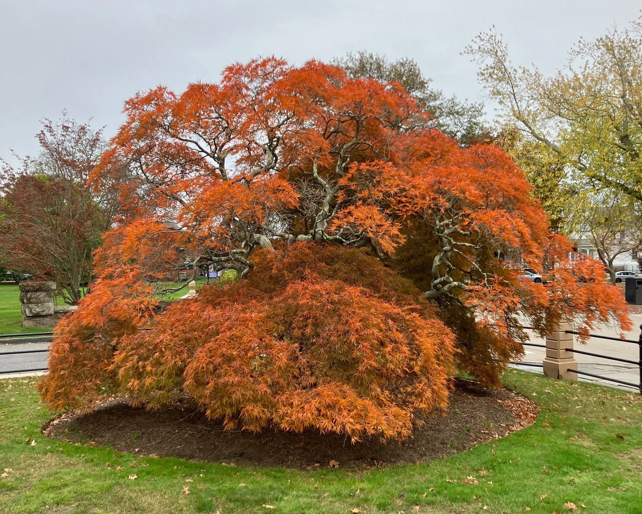 Tree of the Year 2023: Cutleaf Japanese Maple — Newport Tree Conservancy
