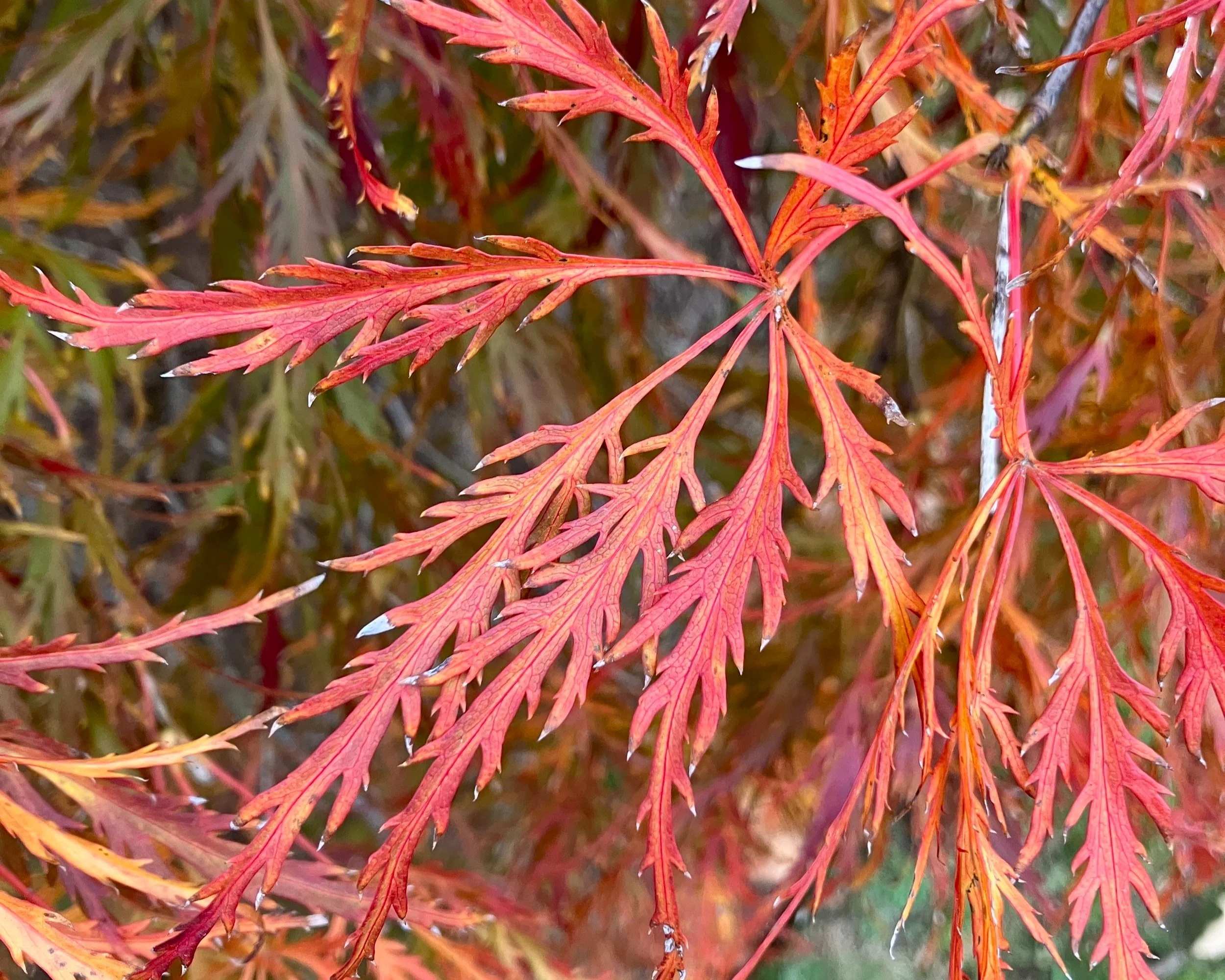 Tree of the Year 2023: Cutleaf Japanese Maple — Newport Tree Conservancy