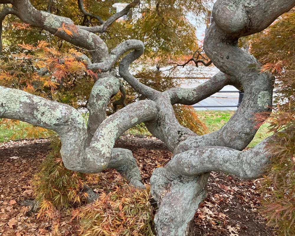 Tree of the Year 2023: Cutleaf Japanese Maple — Newport Tree Conservancy