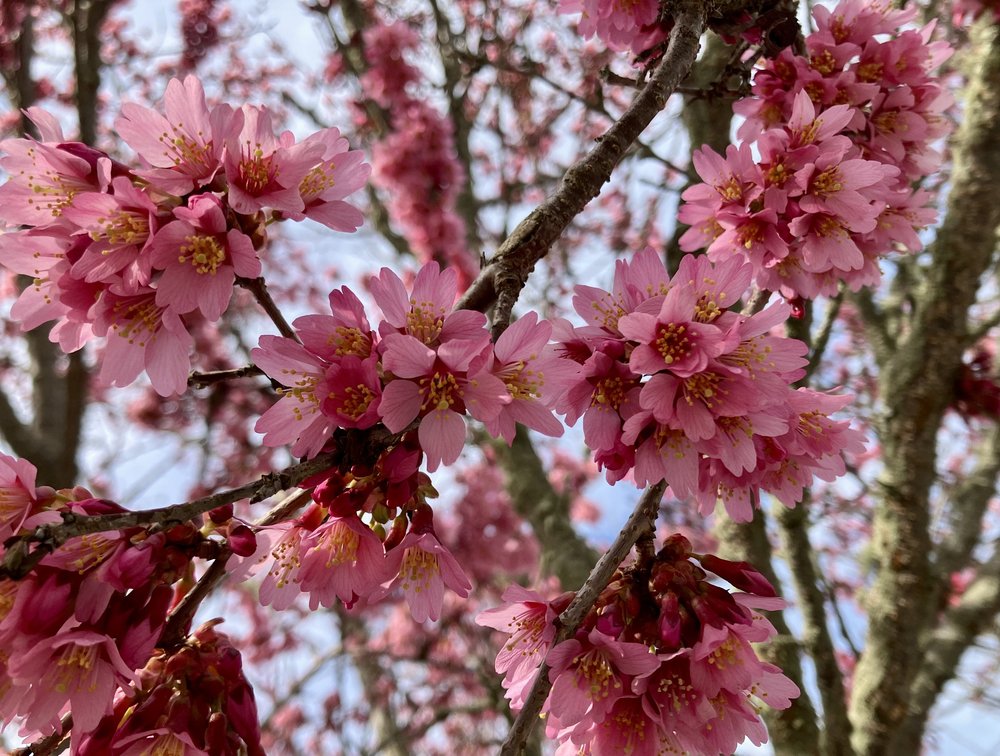 Okame Cherry – The Early Cherry Blossom — Newport Tree Conservancy
