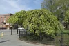 The Camperdown Elm: A Contorted Cultivar — Newport Tree Conservancy
