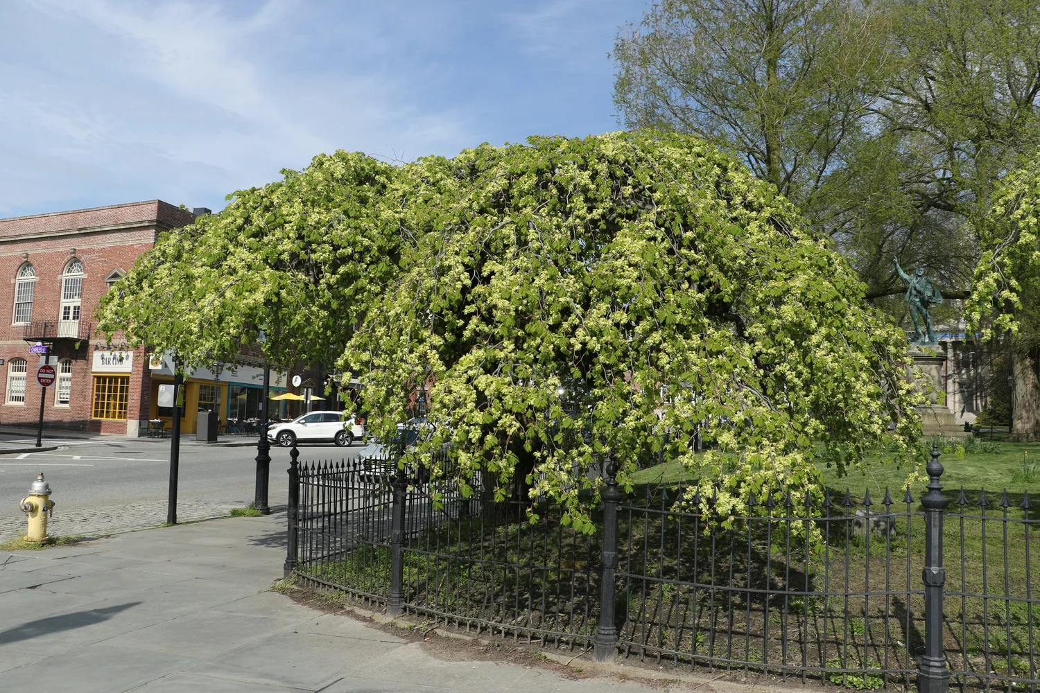The Camperdown Elm: A Contorted Cultivar — Newport Tree Conservancy