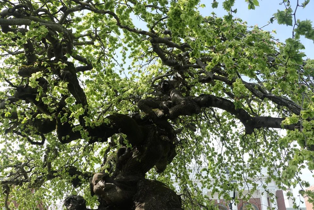 The Camperdown Elm: A Contorted Cultivar — Newport Tree Conservancy