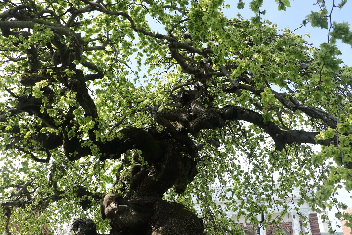 The Camperdown Elm: A Contorted Cultivar — Newport Tree Conservancy