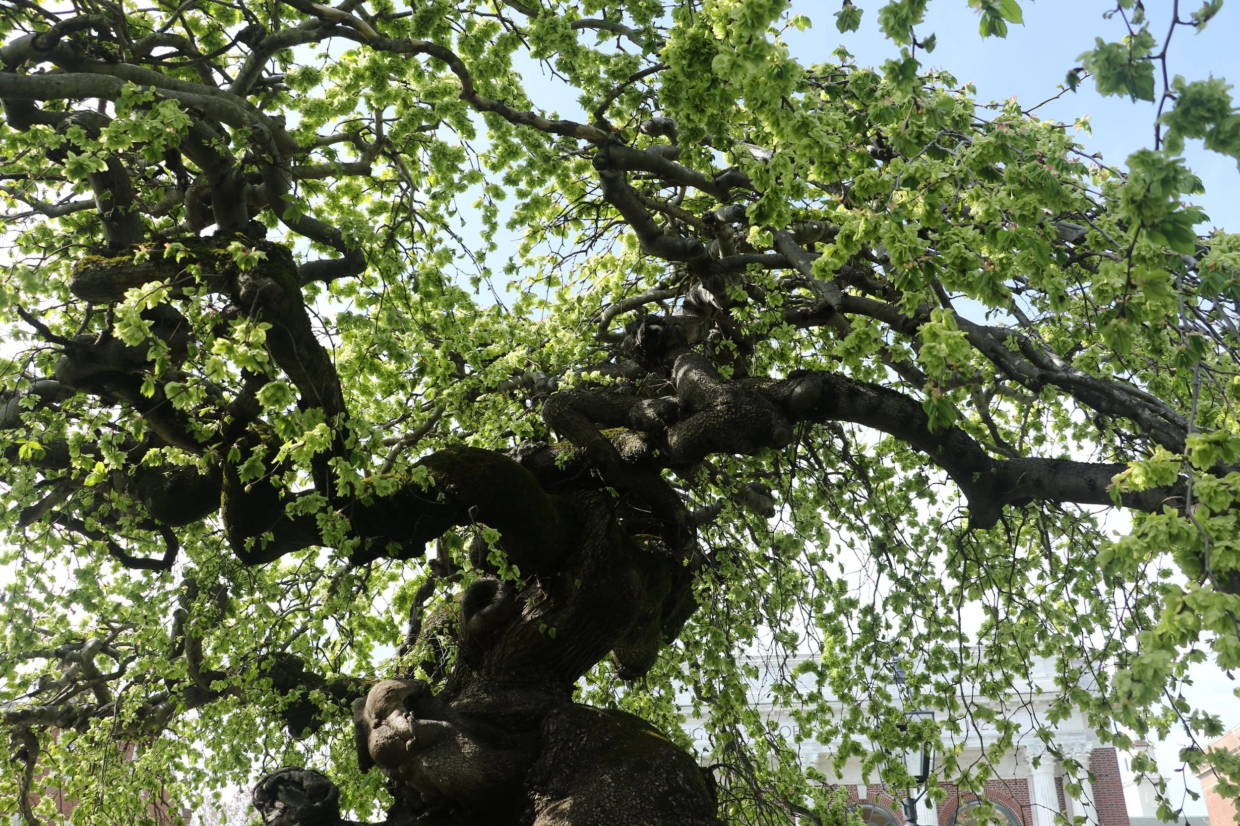 The Camperdown Elm: A Contorted Cultivar — Newport Tree Conservancy