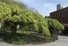 The Camperdown Elm: A Contorted Cultivar — Newport Tree Conservancy
