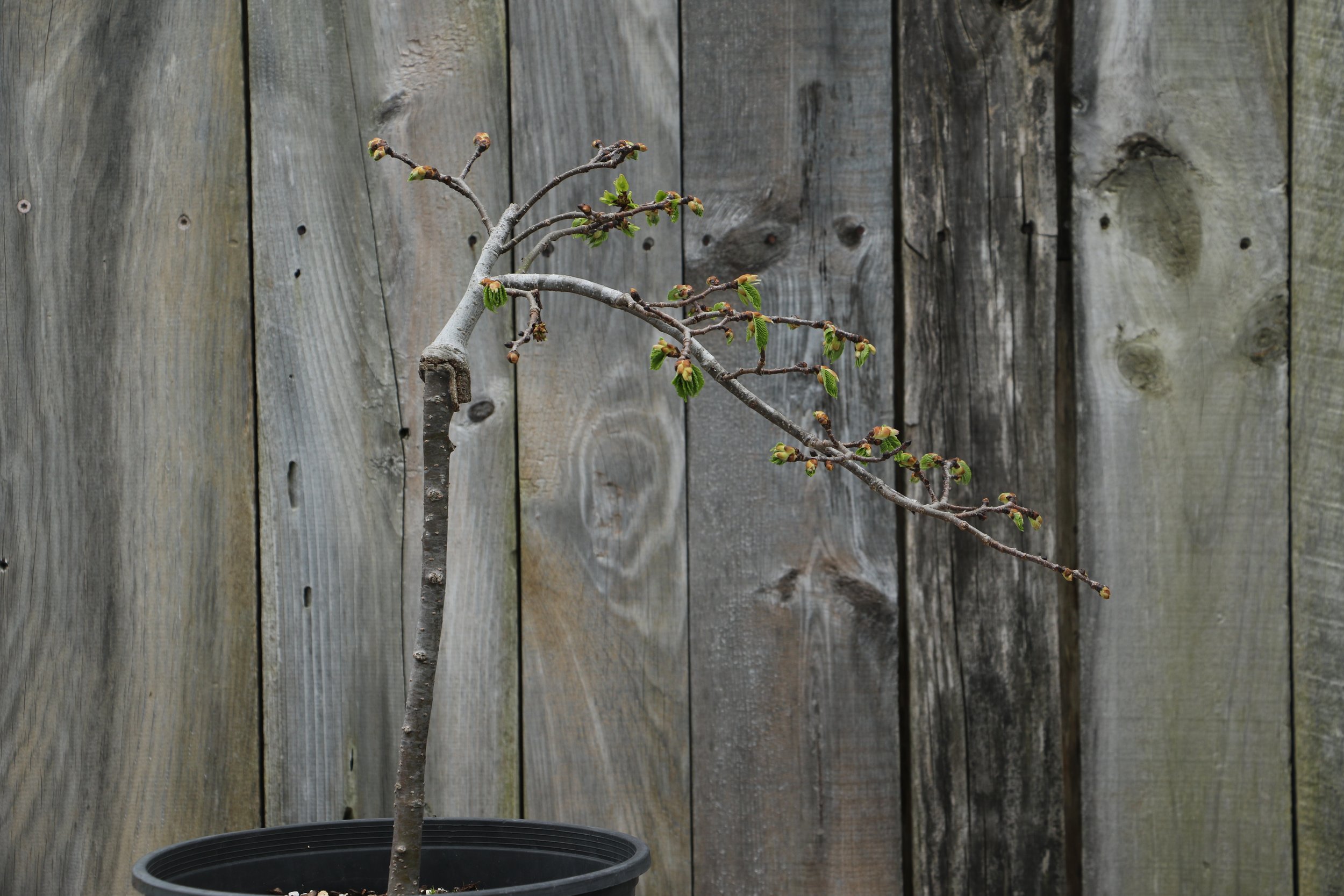 The Camperdown Elm: A Contorted Cultivar — Newport Tree Conservancy
