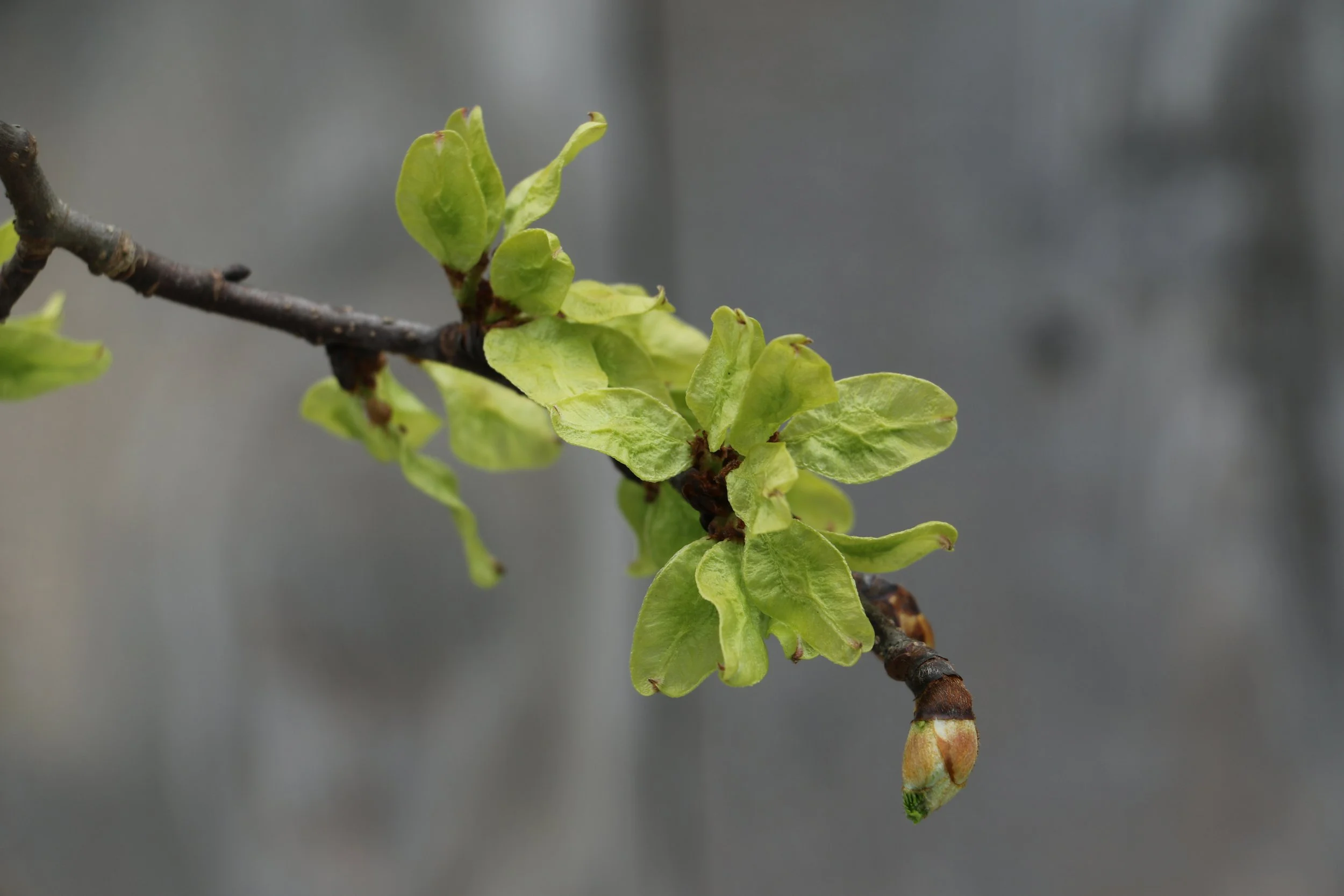The Camperdown Elm: A Contorted Cultivar — Newport Tree Conservancy