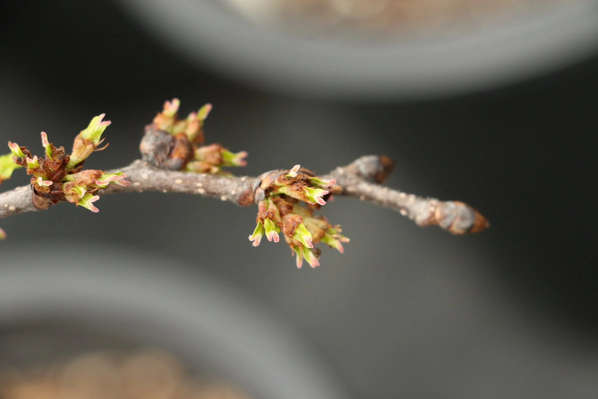 The Camperdown Elm: A Contorted Cultivar — Newport Tree Conservancy
