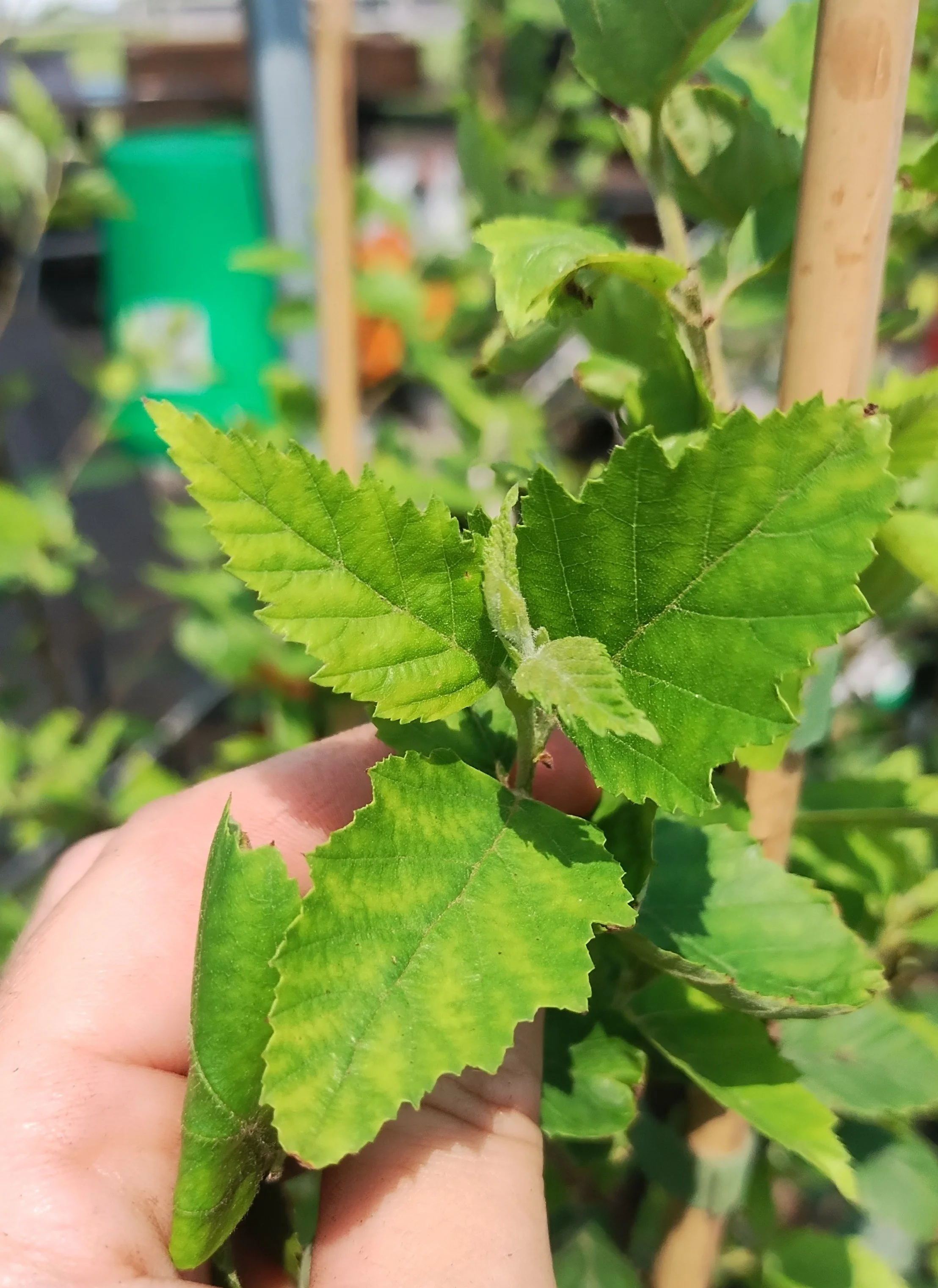 Reading the Signs — Treating Nickel Deficiency in River Birches ...