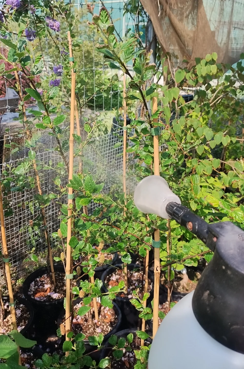 Reading the Signs — Treating Nickel Deficiency in River Birches ...