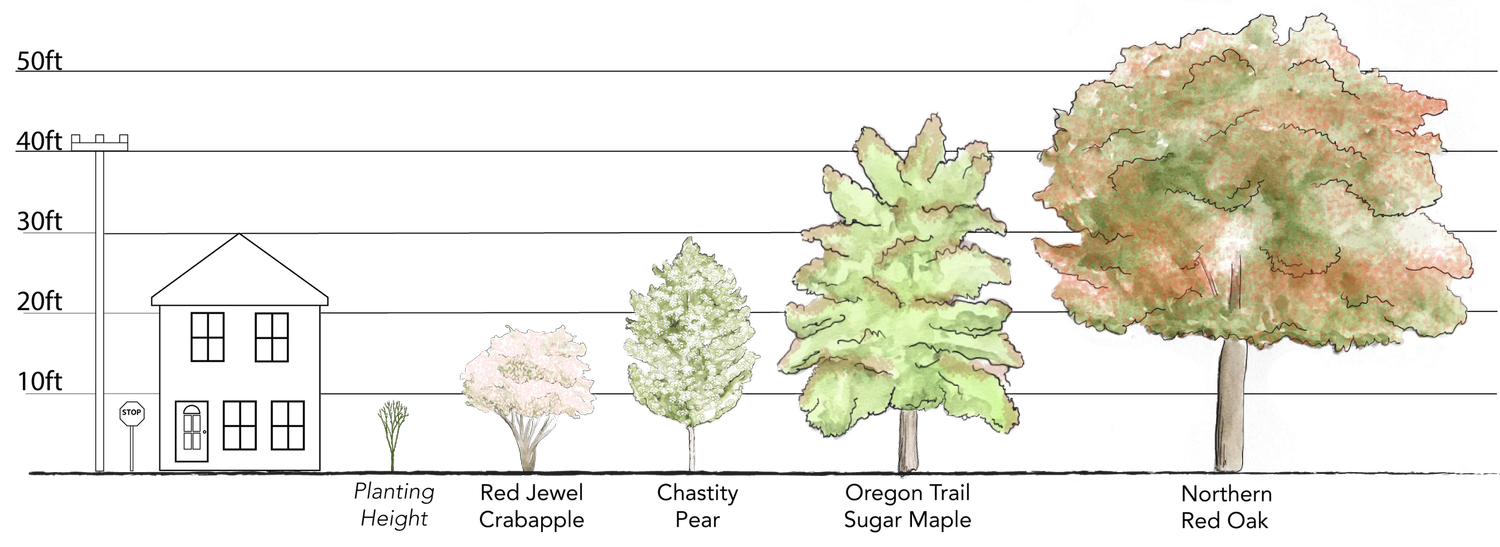 Npt Community Trees — Newport Tree Conservancy