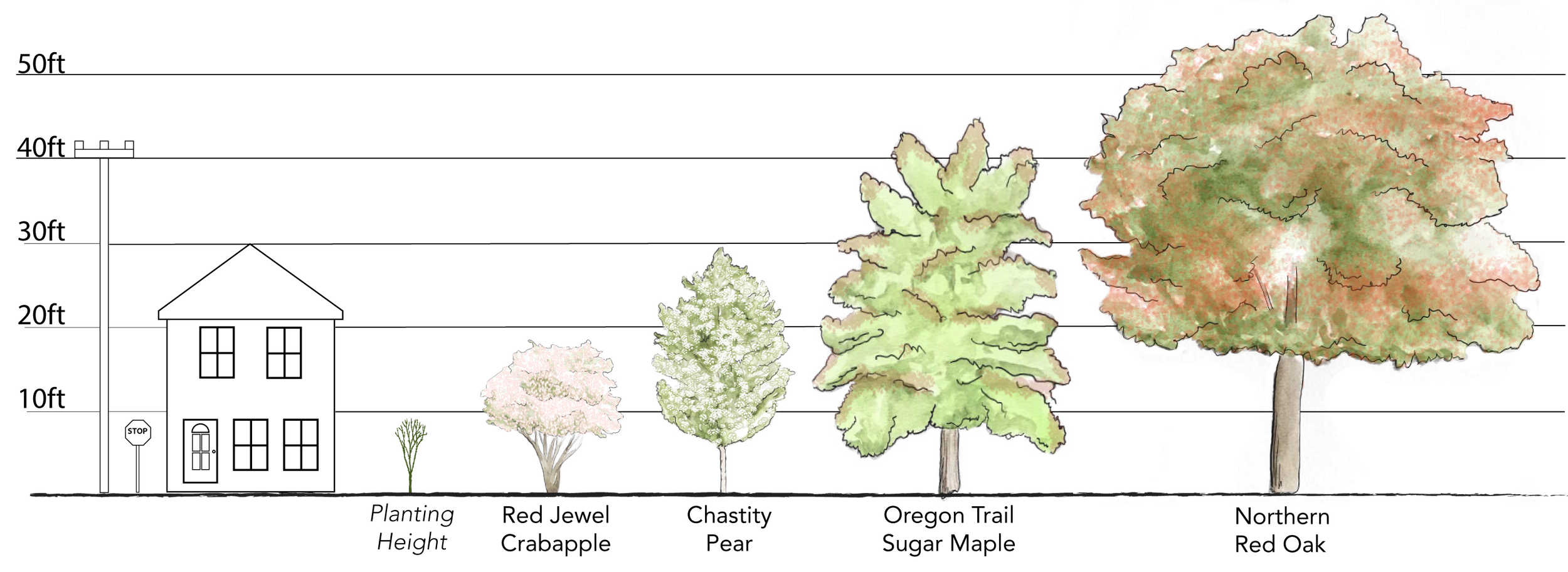 Npt Community Trees — Newport Tree Conservancy