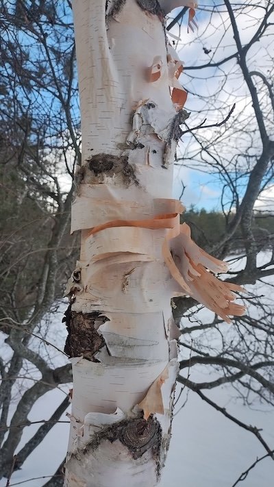 Exfoliation: Uncovering the Beauty of Tree Bark in Winter — Newport ...
