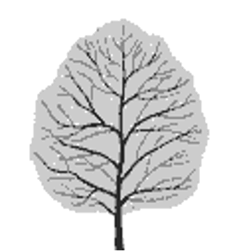 Npt Community Trees — Newport Tree Conservancy