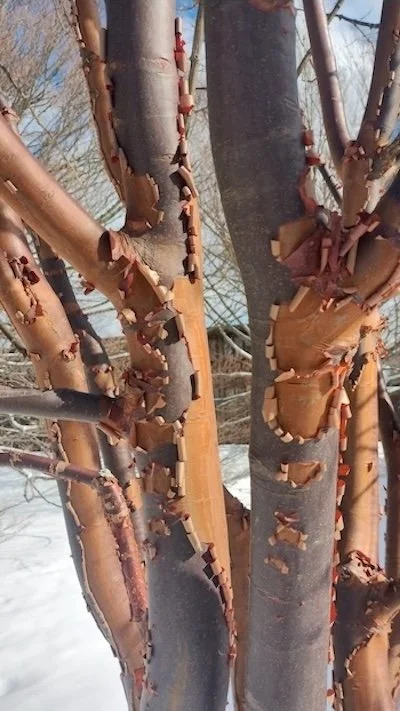 Exfoliation: Uncovering the Beauty of Tree Bark in Winter — Newport ...