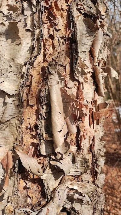 Exfoliation: Uncovering the Beauty of Tree Bark in Winter — Newport ...
