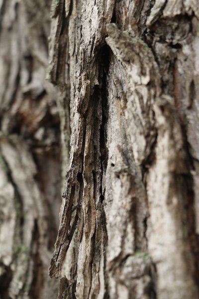 Exfoliation: Uncovering the Beauty of Tree Bark in Winter — Newport ...