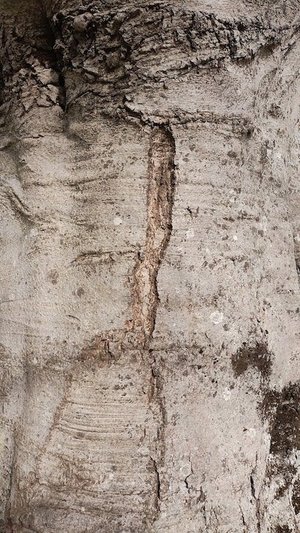 Exfoliation: Uncovering the Beauty of Tree Bark in Winter — Newport ...