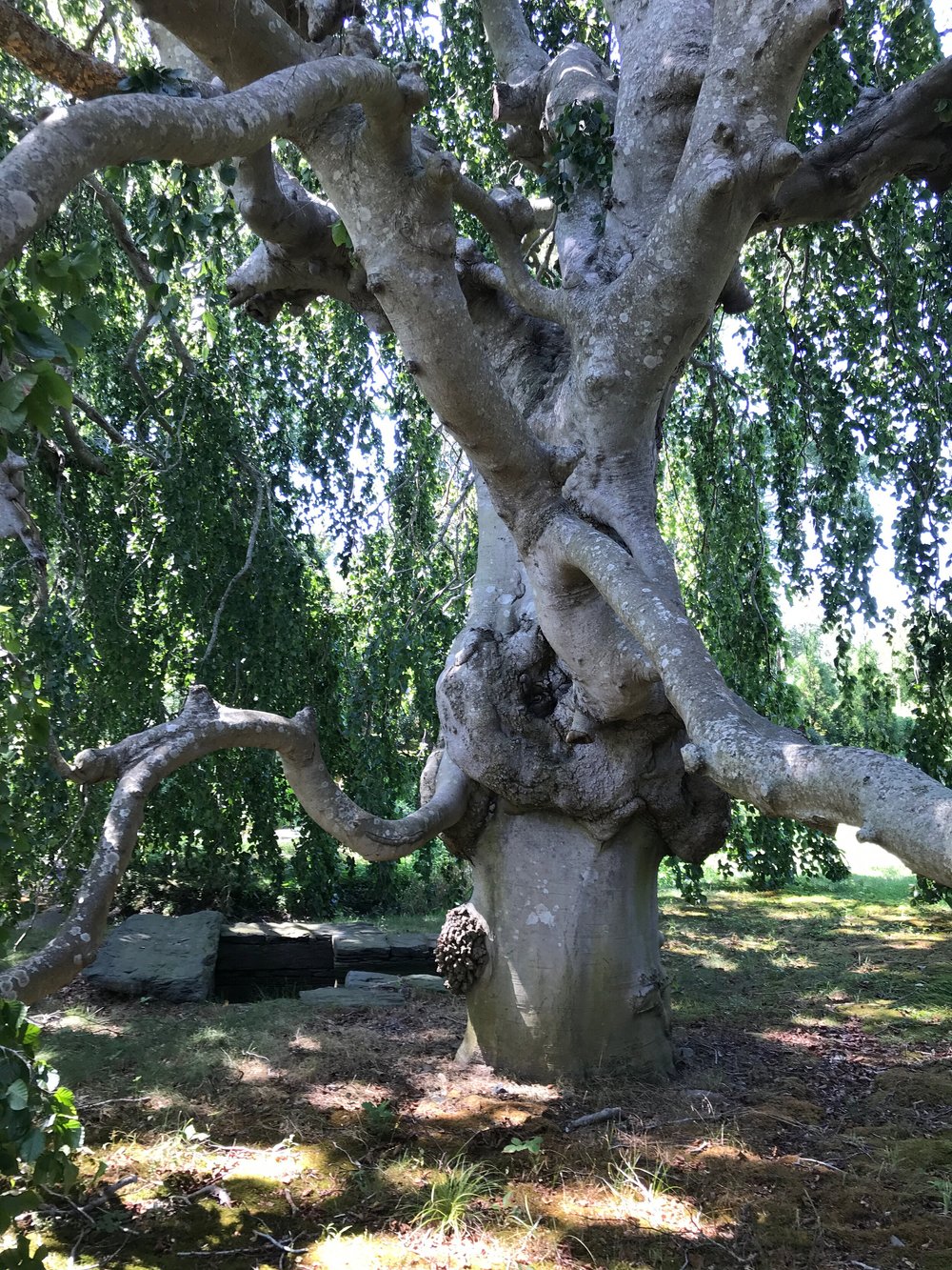Stonybrook Arboretum — Newport Tree Conservancy